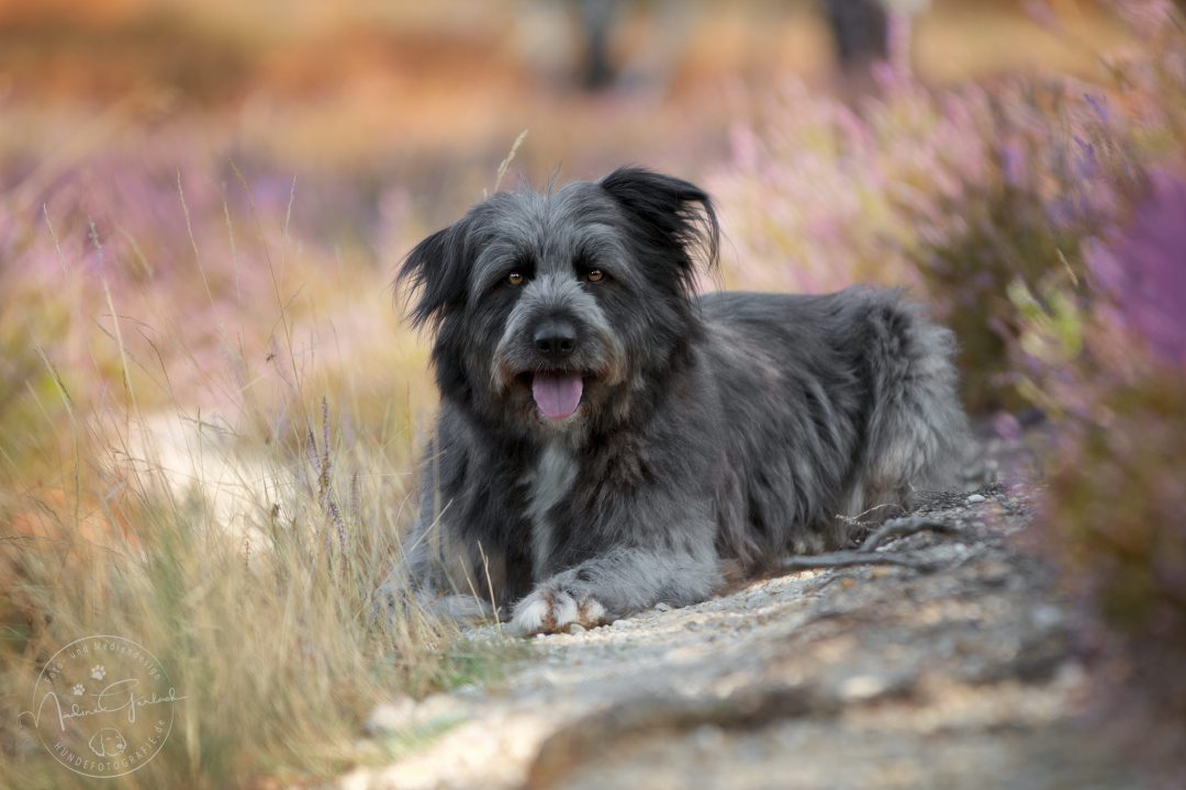 bobtail-border-mix-in-der-heide | Hundefotografie Nadine Gerlach
